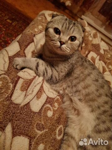 Шотландская