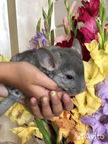 Шиншилла