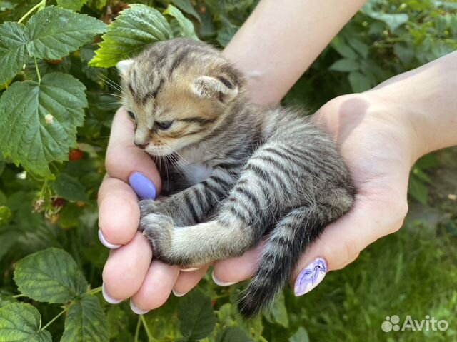 Котик в добрые руки