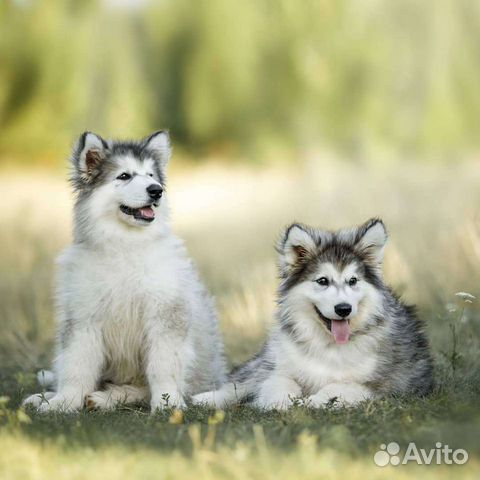 Аляскинский маламут