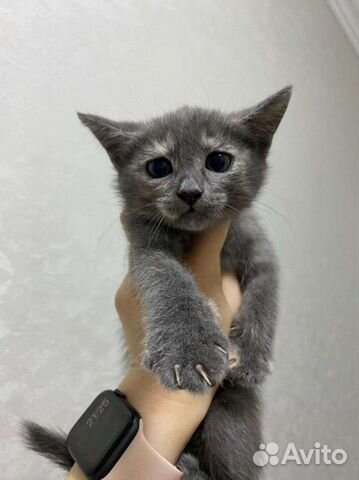 Метисочка малышка