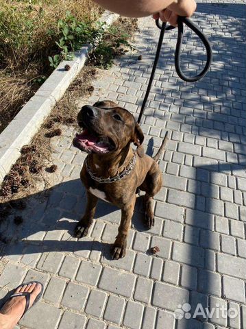 Канарский дог