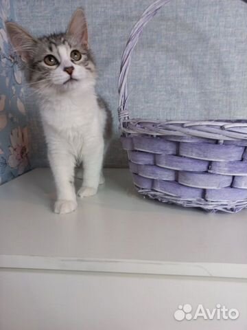 Котёнок курильский бобтейл