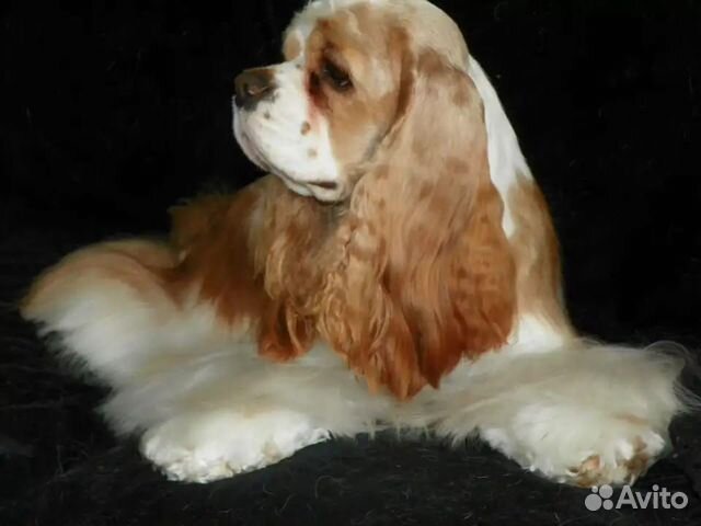 Вязка Американский Кокер спаниель