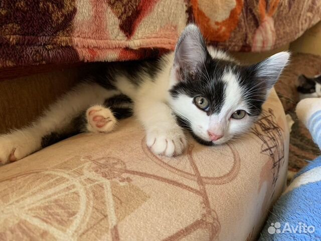 Котята Федя и Филя в добрые руки
