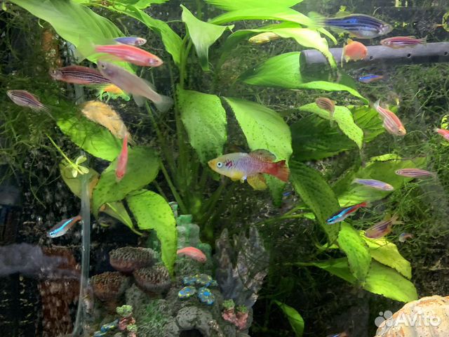 Нотобранхиус парочка