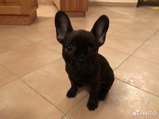 Французский бульдог