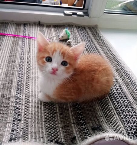 Котёнок Левушка 1,5 мес