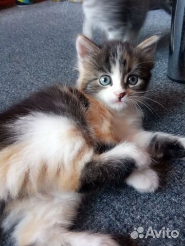 Сибирский котенок