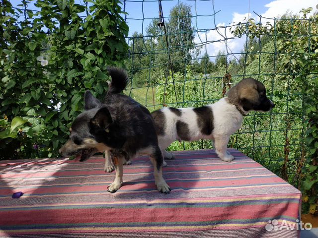 Маленькая собака