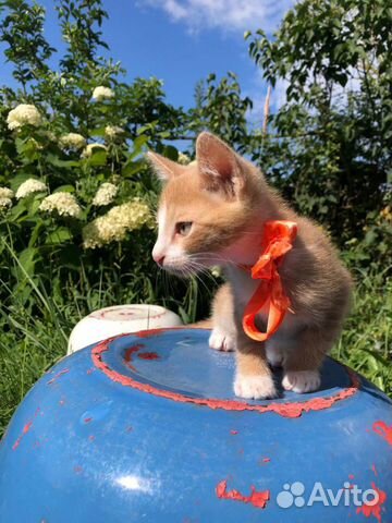 Котенок котята в дар бесплатно добрые руки