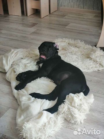 Собака Кане корса