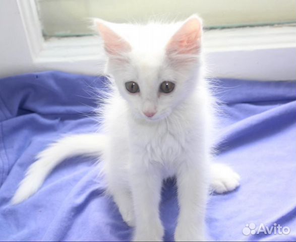 Котенок