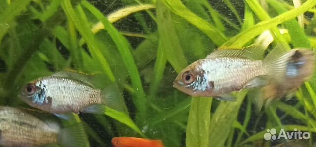 Нанакара неоновая