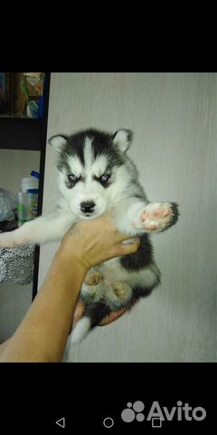 Сибирская хаска