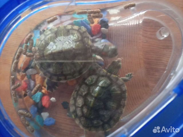 Красноухая черепаха с аквариумом