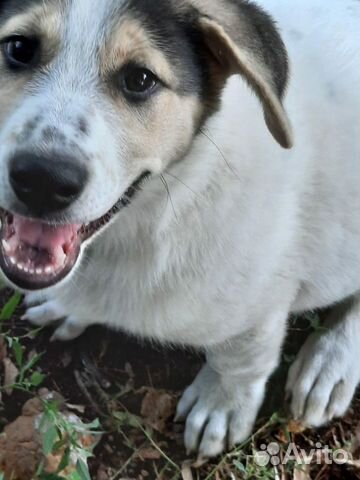 Щенок для охраны