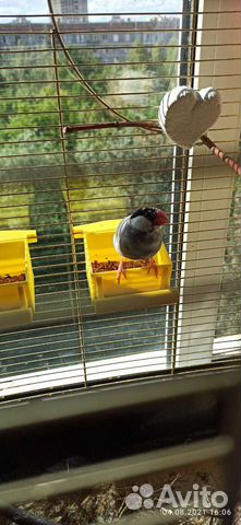 Рисовая амадина