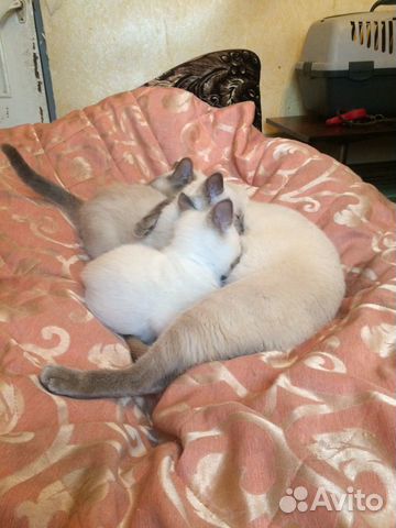 Породистые котята