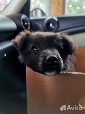 Маленький щенок, девочка, ищет дом