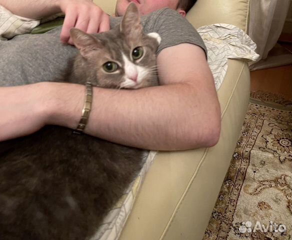 Кошка Плюшка