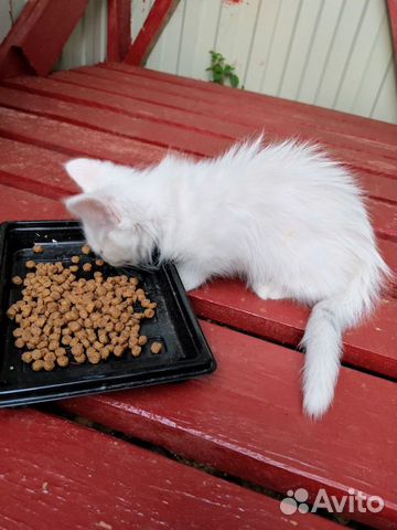 Умный, веселый котенок 2,5 месяца
