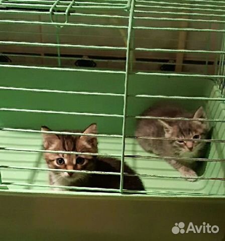 Котятки мальчики нуждаются в доме