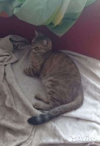 Кошка зовут Машка, 5 лет. Очень ласковая, игривая