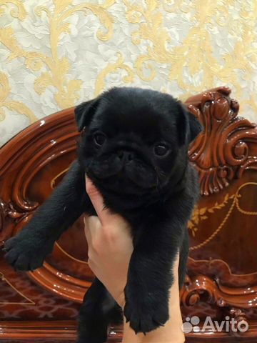 Черный щенок-девочка мопса