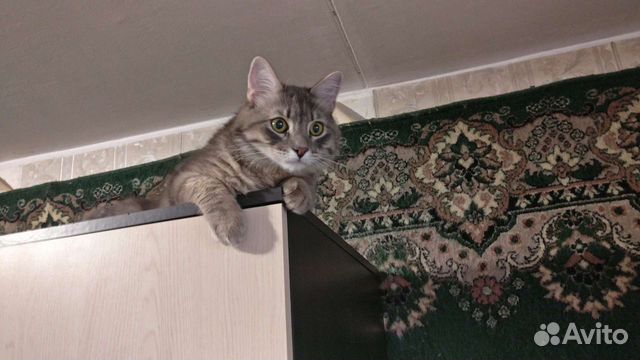 Кот Кекс и кошечка Ириска ищут новую семью