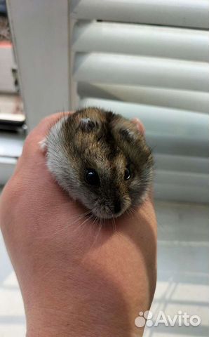 Джунгарский хомяк бесплатно