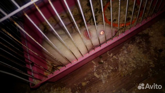 Отдам крысу бесплатно