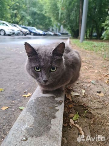 Похожа на русскую голубую, котенок, кот, кошка