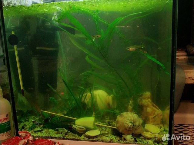 Аквариум