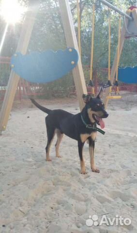 Метис немецкого пинчера в добрые руки