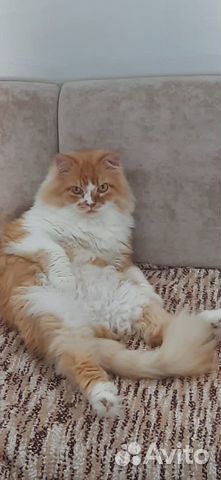 Шикарный кастрированный Рыжик ищет дом