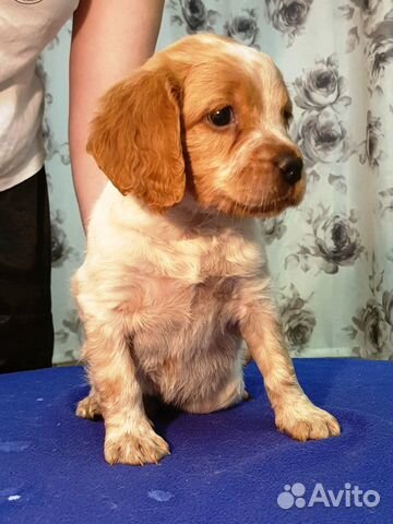 Эпаньоль бретон щенки, родители Франция х Сербия