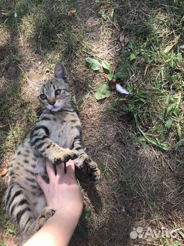 Котята в добрые руки бесплатно