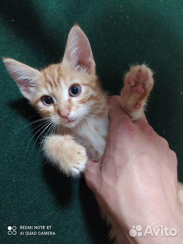 Котенок в добрые руки