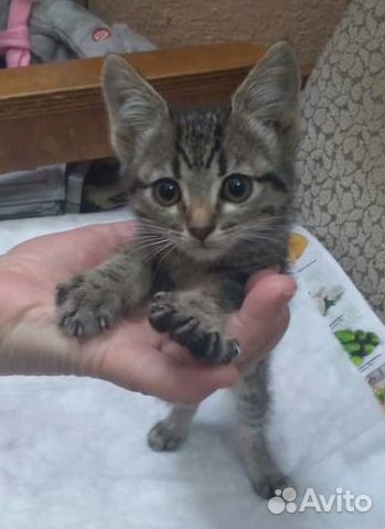 Котёнок девочка Марго в заботливые руки