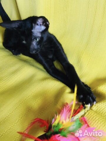 Ориентальная кошка (котята)