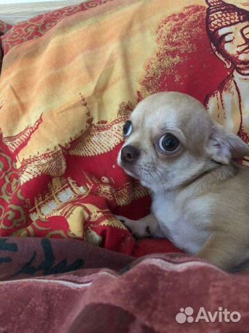 Чихуахуа мини девочка