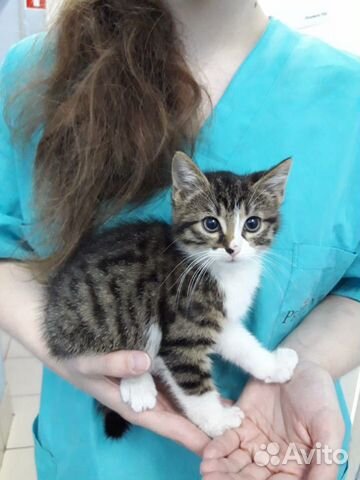 Котёнок Кузя