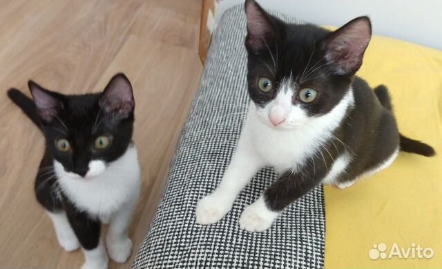 Котята