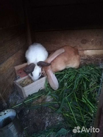 Кролики мясных пород