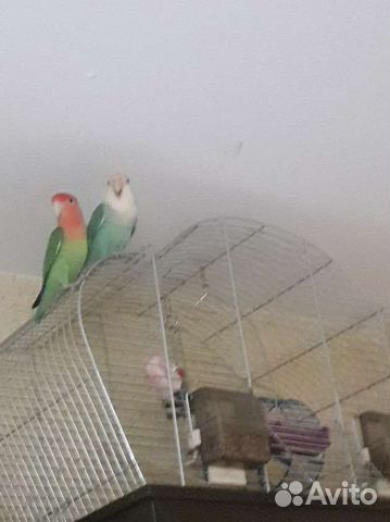 Попугай неразлучники ручные