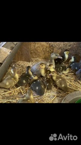 Домашняя птица