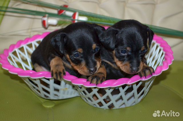 Очаровательные тойчики для души