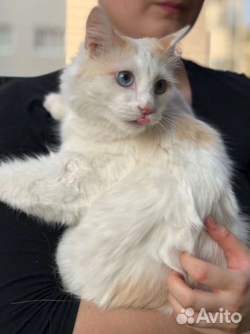 Молодой кот в добрые руки