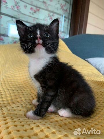 Катюшка -душка очень хочет найти семью